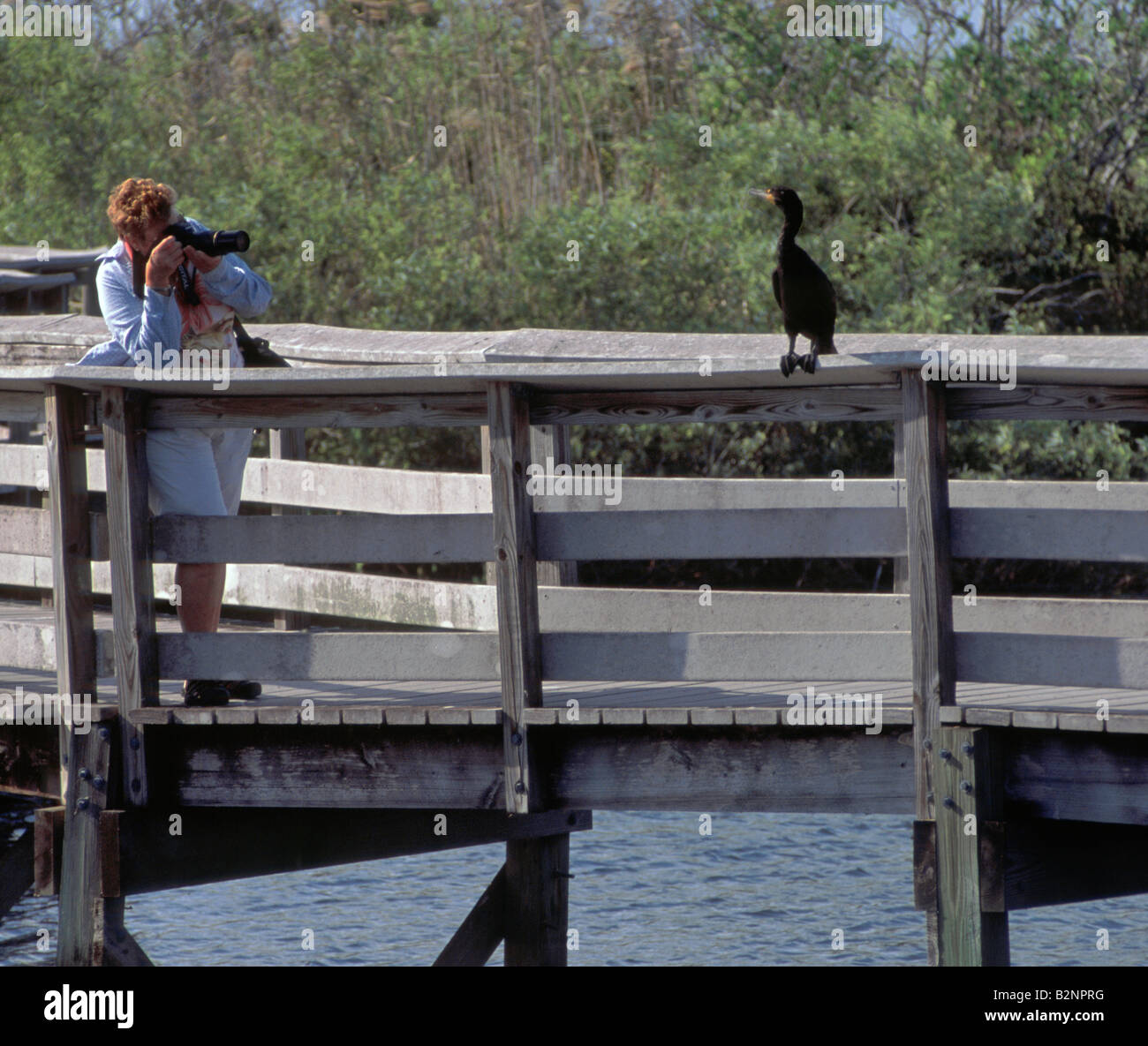Tourist taking photos of Anhinga Anhinga Trail Everglades Nat Park ...
