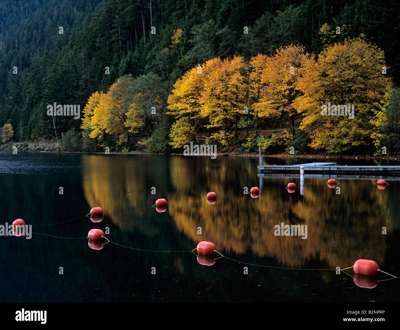 Lake Crescent sunrise with Autumn leaves along shoreline with red ...