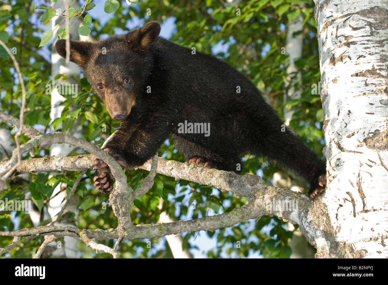 Black Bear (Ursus americanus) cub in a birch tree Stock Photo - Alamy