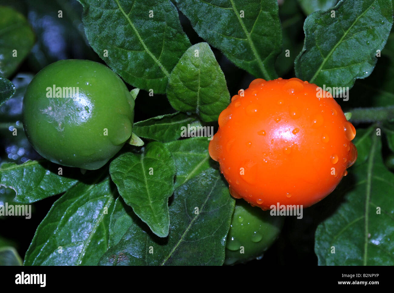 Solanum pseudo-capsicum Fruits Stock Photo - Alamy