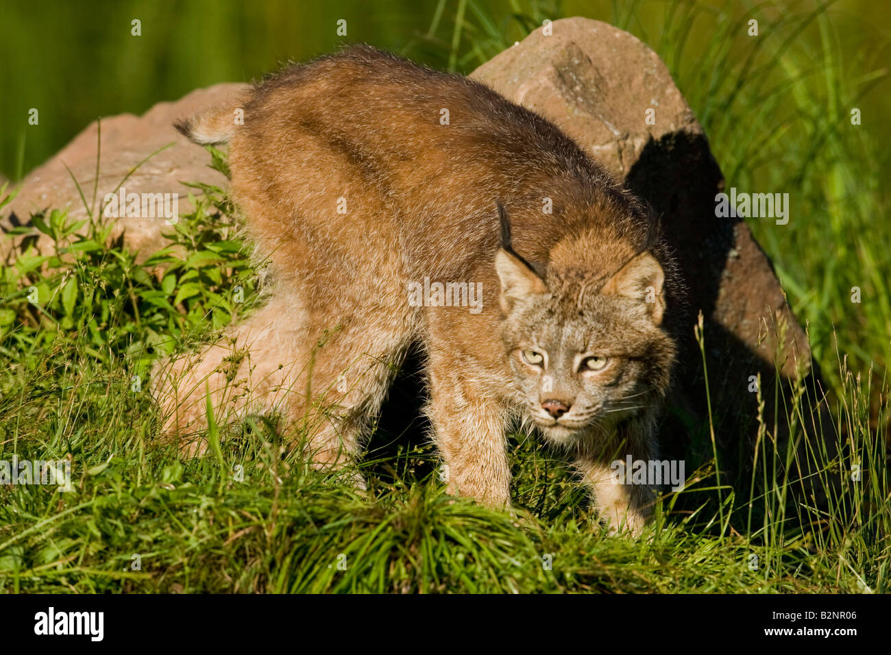 Lynx (Lynx canadensis Stock Photo - Alamy