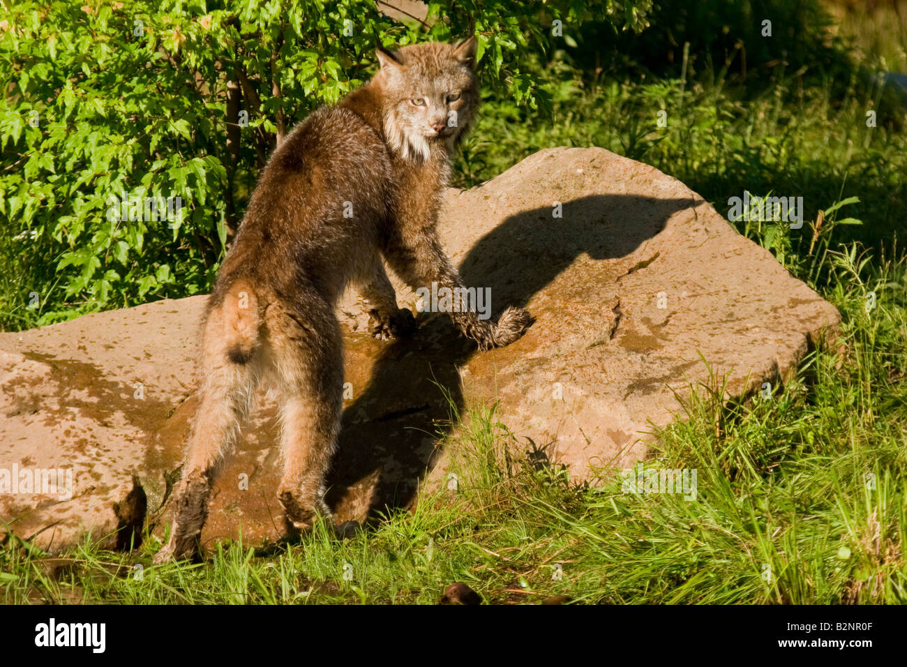 Lynx (Lynx canadensis Stock Photo - Alamy