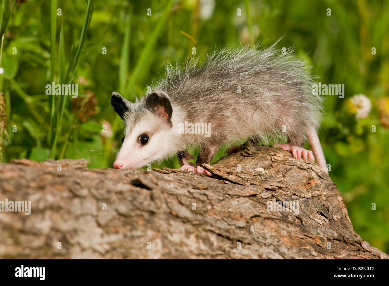 Baby opossum hi-res stock photography and images - Alamy