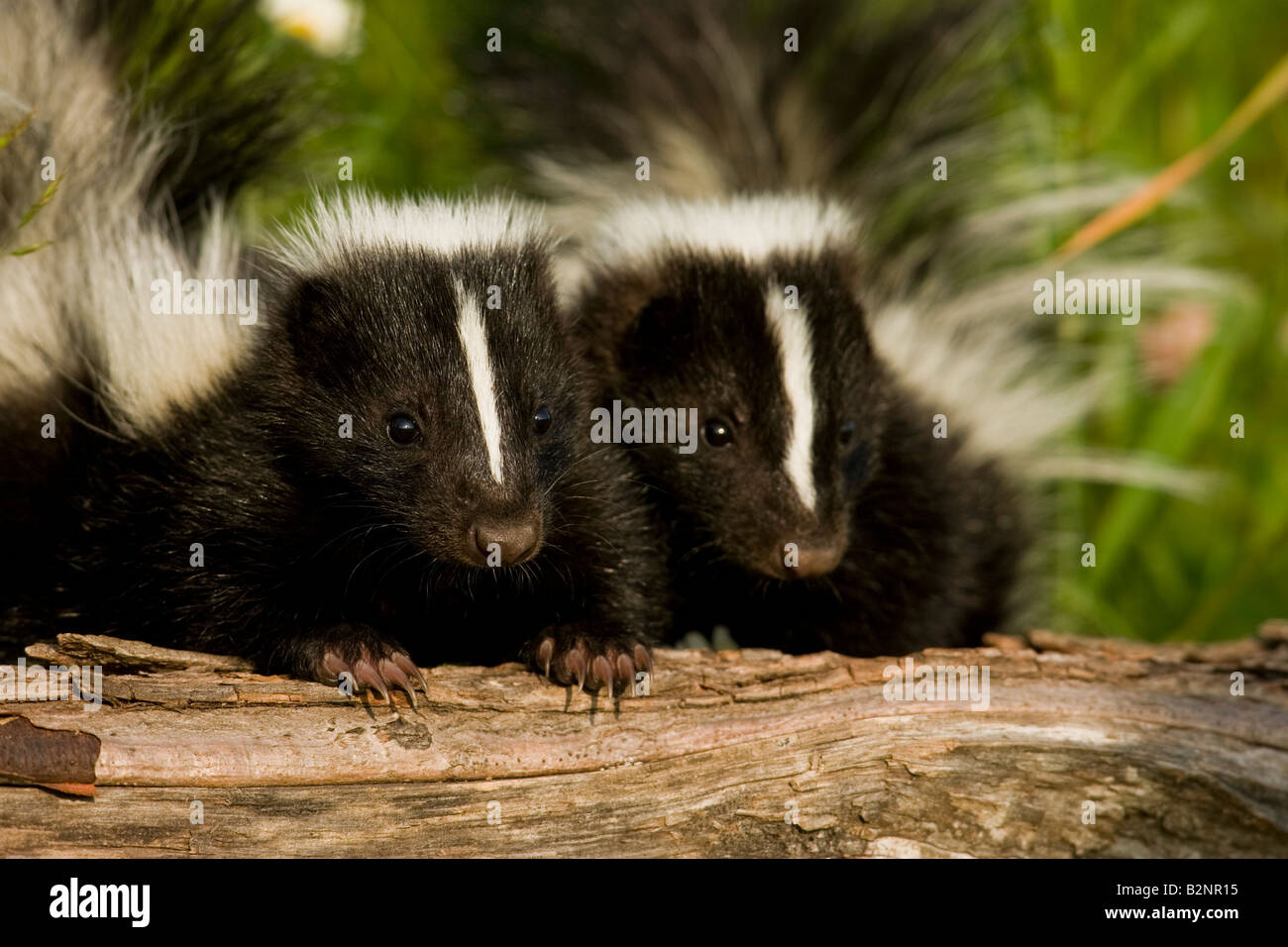 Mephitis hi-res stock photography and images - Alamy