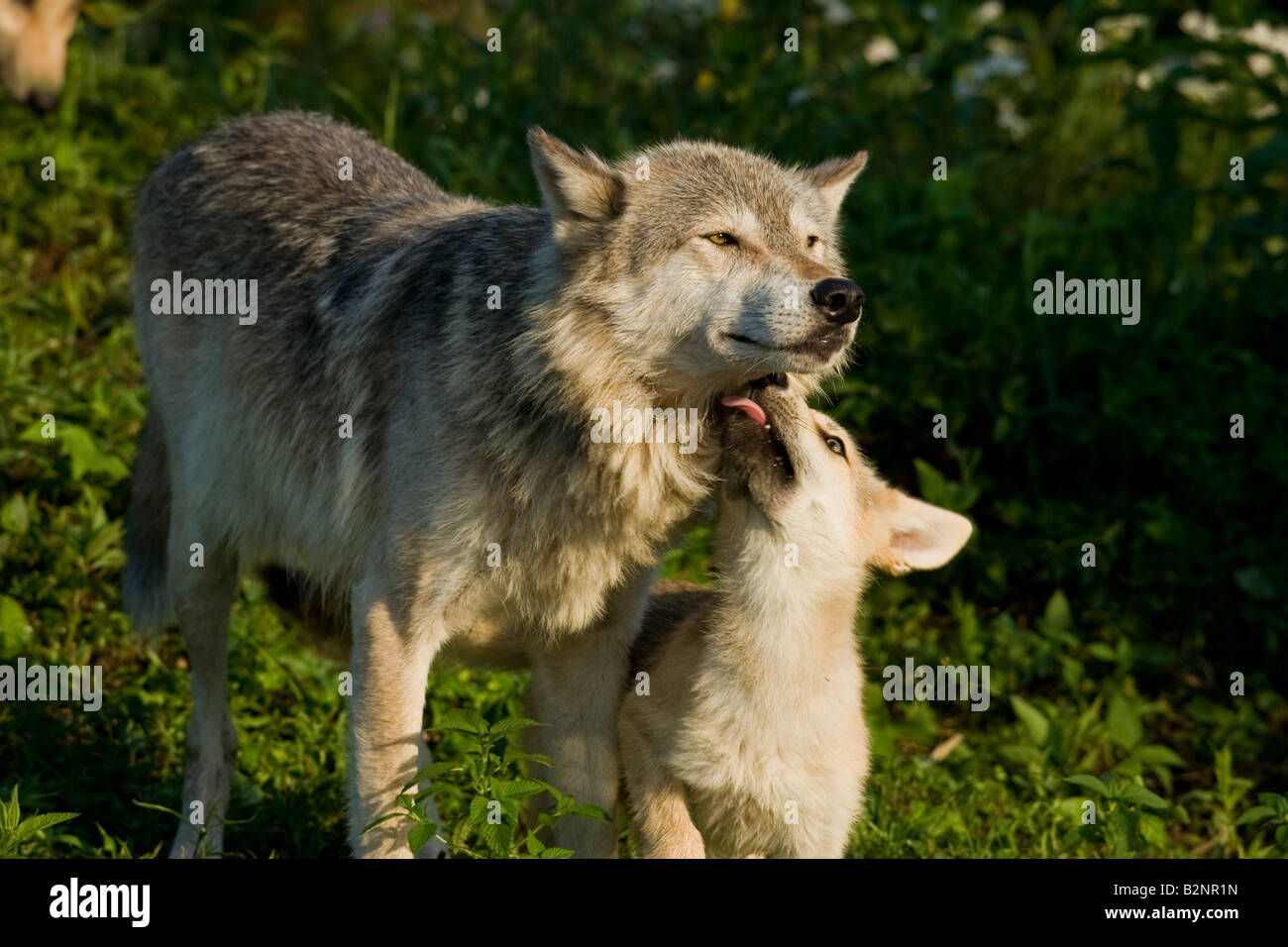 Gray Wolf (Canis lupus) with pups Stock Photo - Alamy