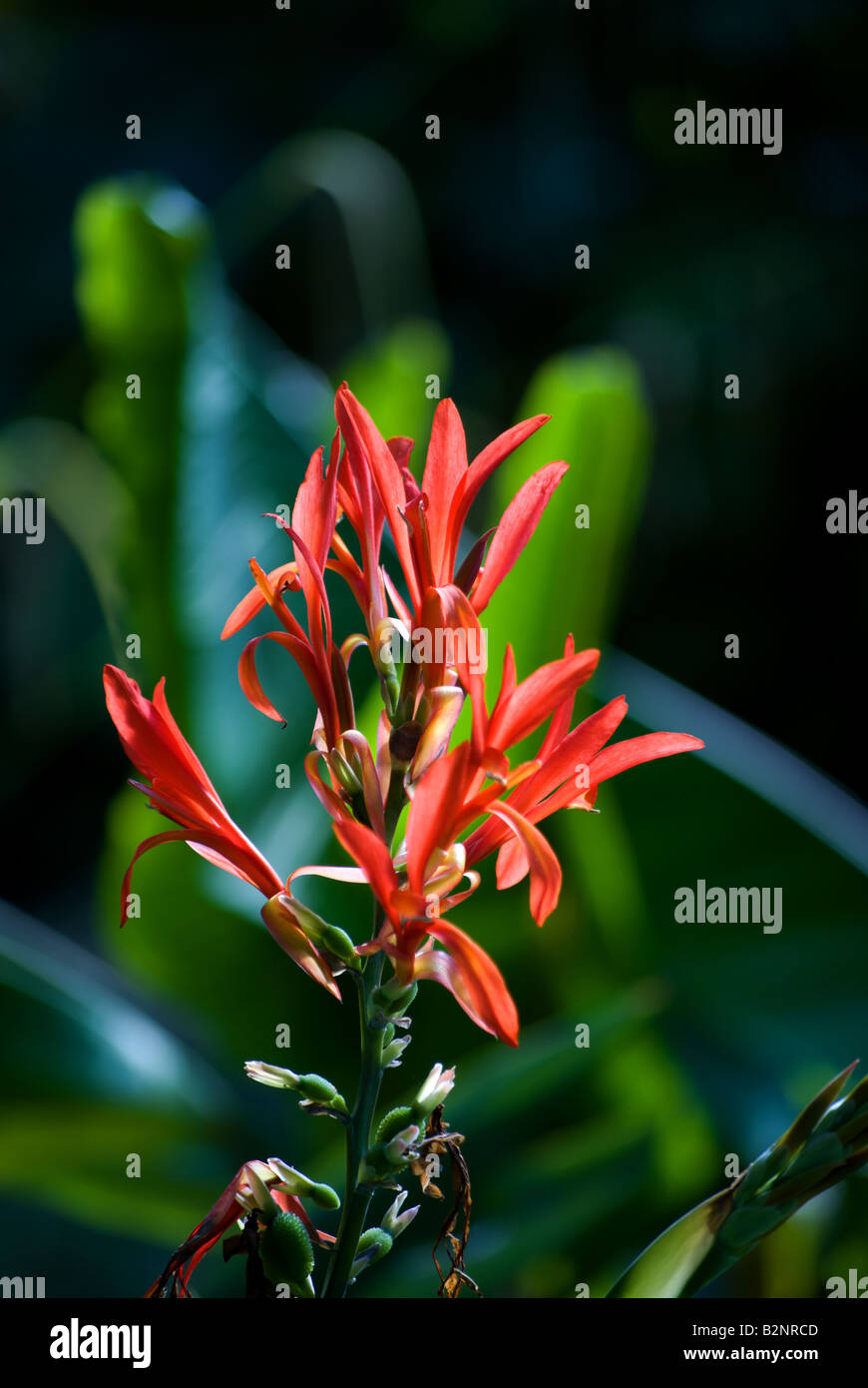 Indian shot canna indica hi-res stock photography and images - Alamy