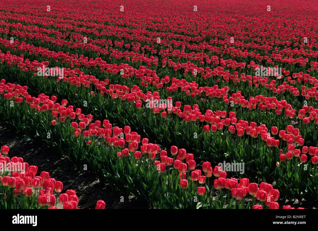 Rows of pink tulips in field Mount Vernon Washington State USA Stock ...