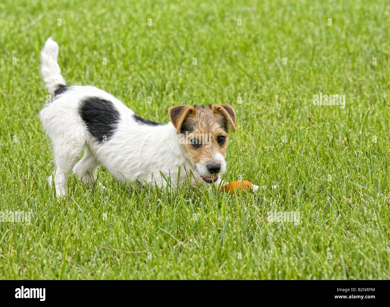 Jack Russell Terrier dog playing outdoors in green grass with toy Stock ...