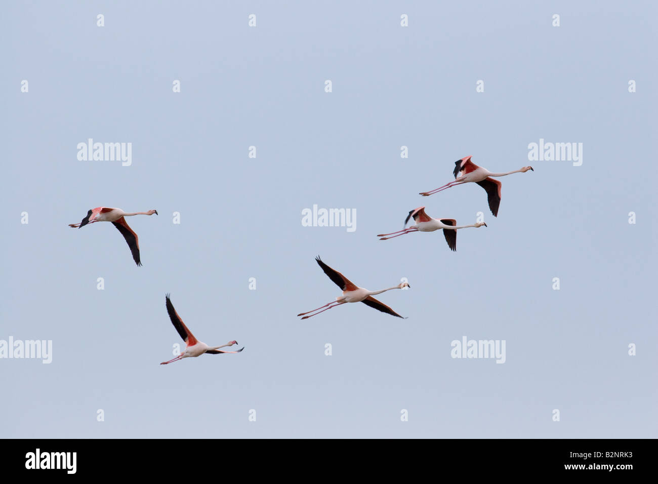 Great flamingos flying Stock Photo - Alamy