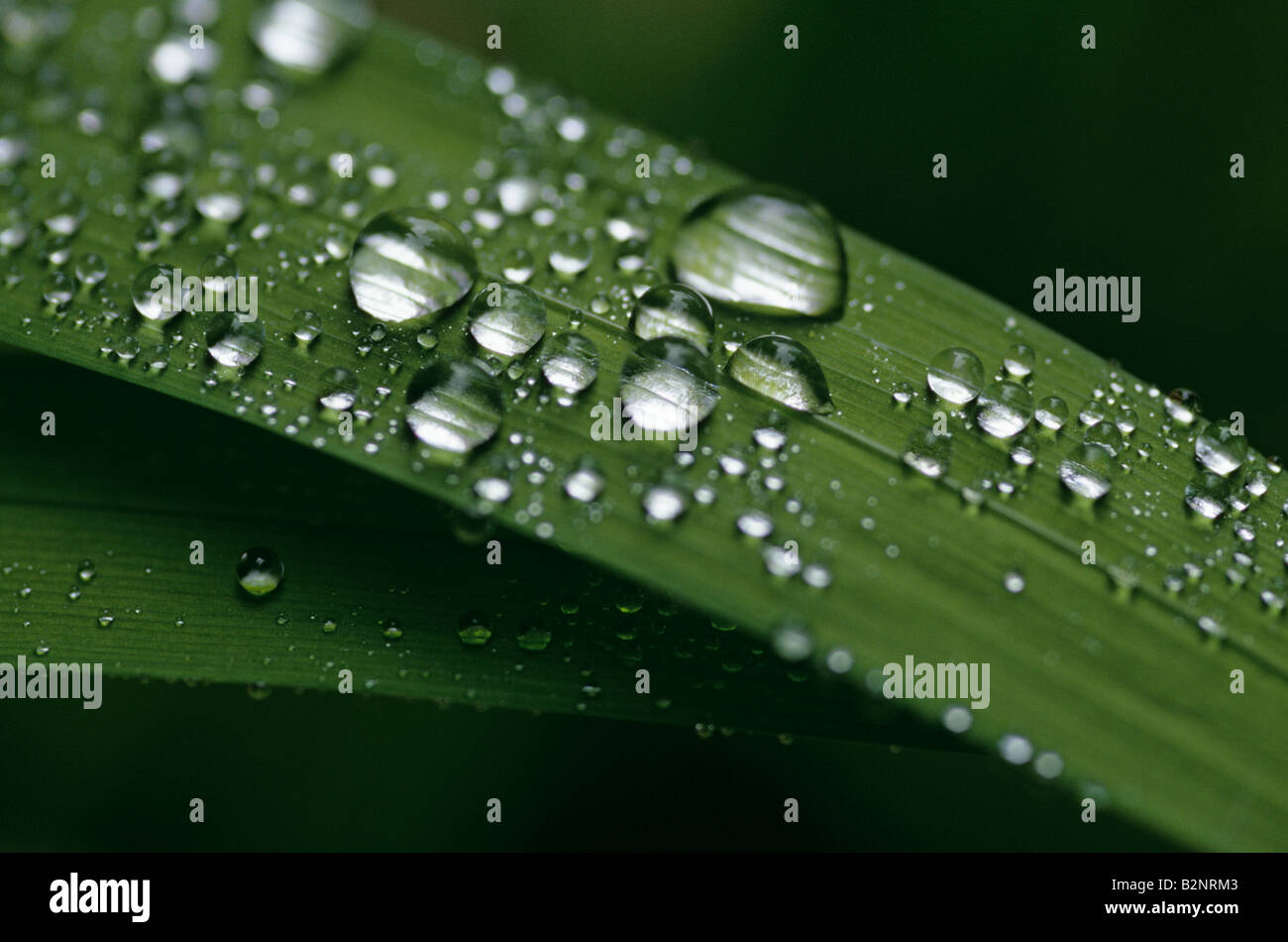 Early ophir hi-res stock photography and images - Alamy