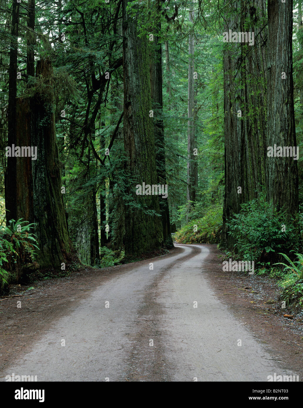 Dirt road through giant redwoods hi-res stock photography and images ...