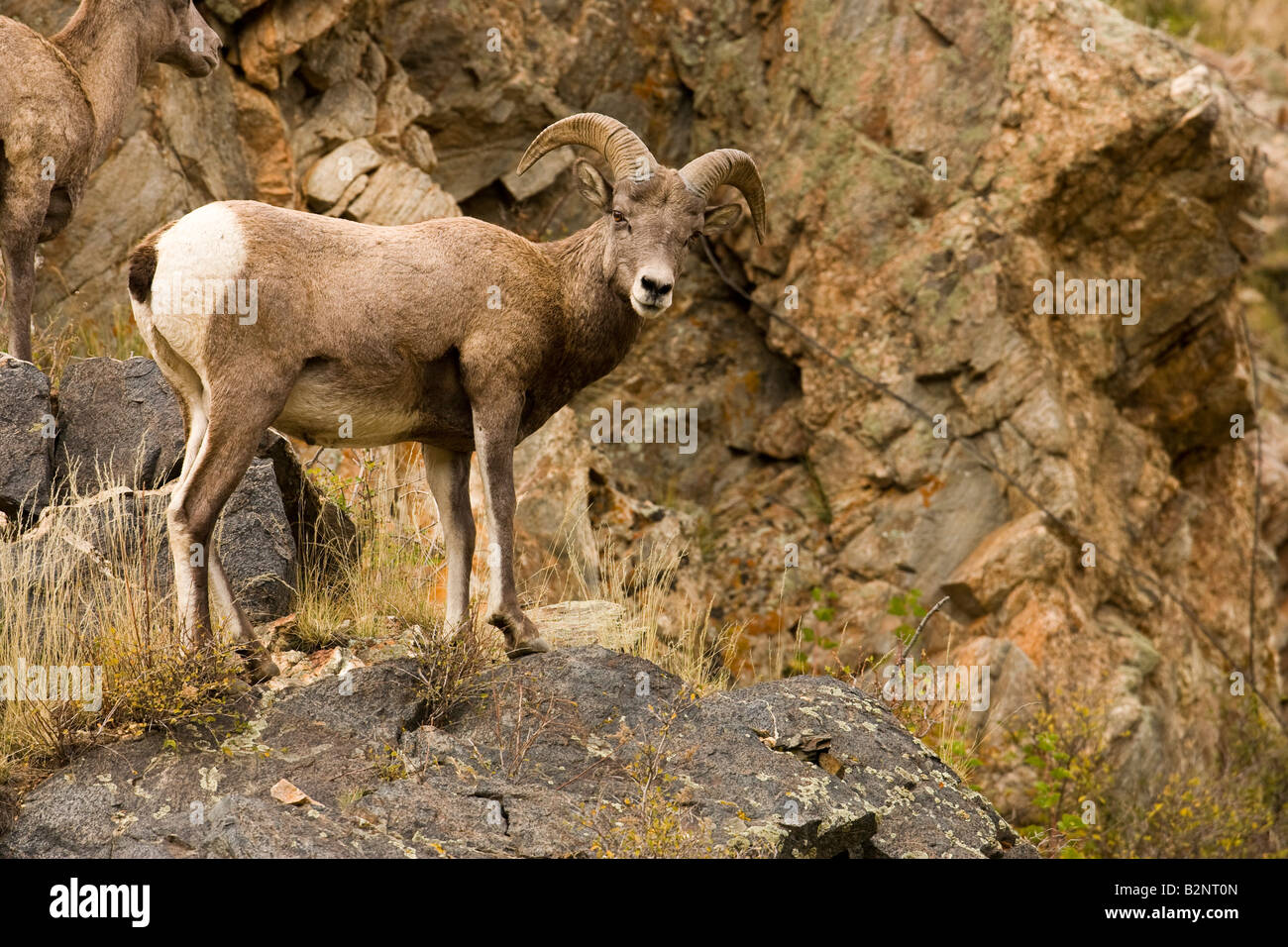 Bighorn Sheep (Ovis canadensis) young ram Stock Photo - Alamy