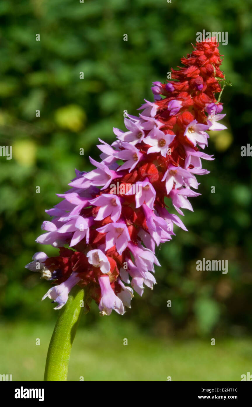Orchid Primrose Primula vialii Stock Photo - Alamy