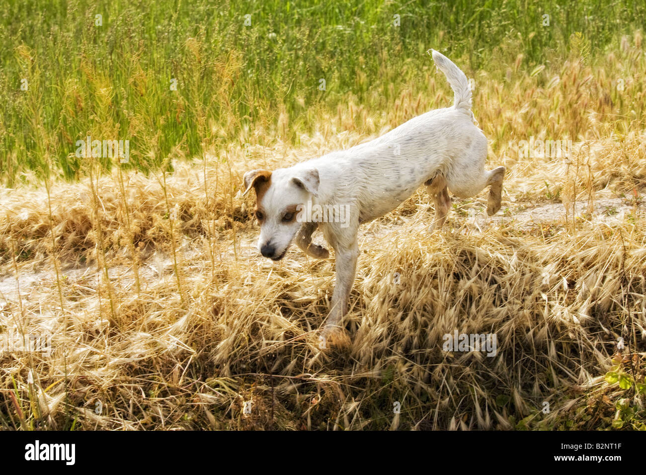 Hunting in grass field hi-res stock photography and images - Alamy
