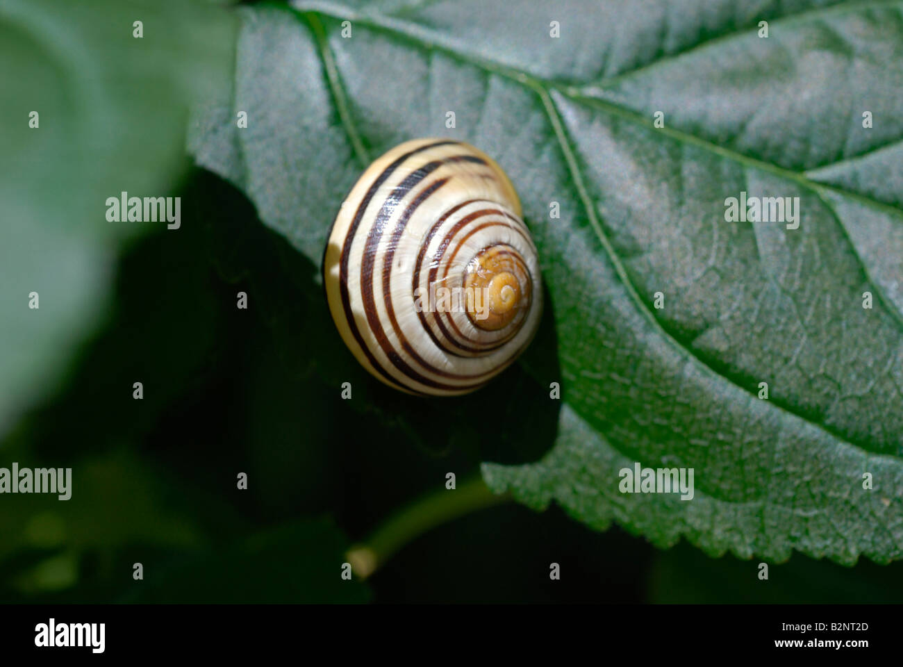 Grove snail or brown lipped snail cepaea nemoralis hi-res stock ...
