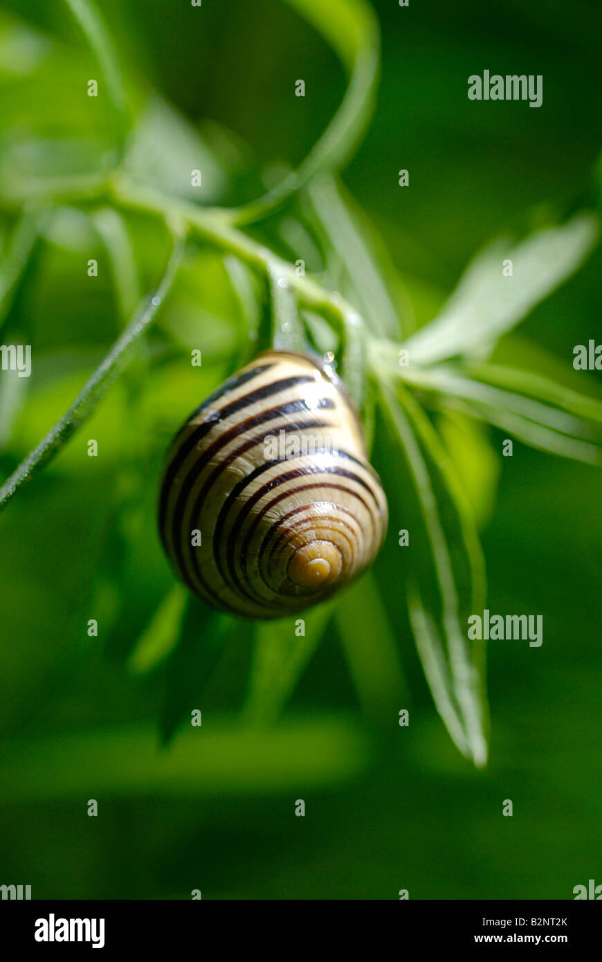Cepaea nemoralis hi-res stock photography and images - Alamy