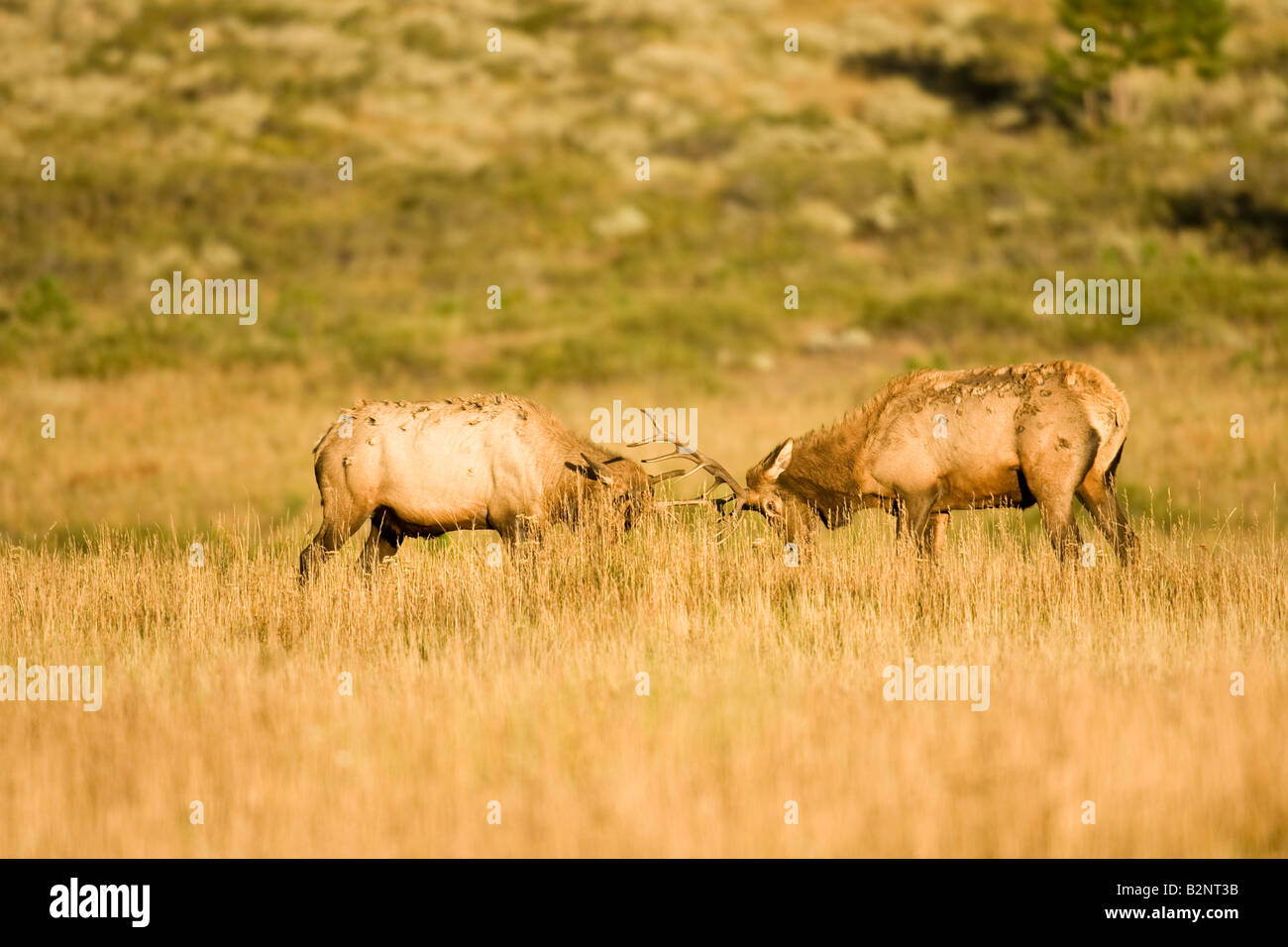 Two elk sparring hi-res stock photography and images - Alamy