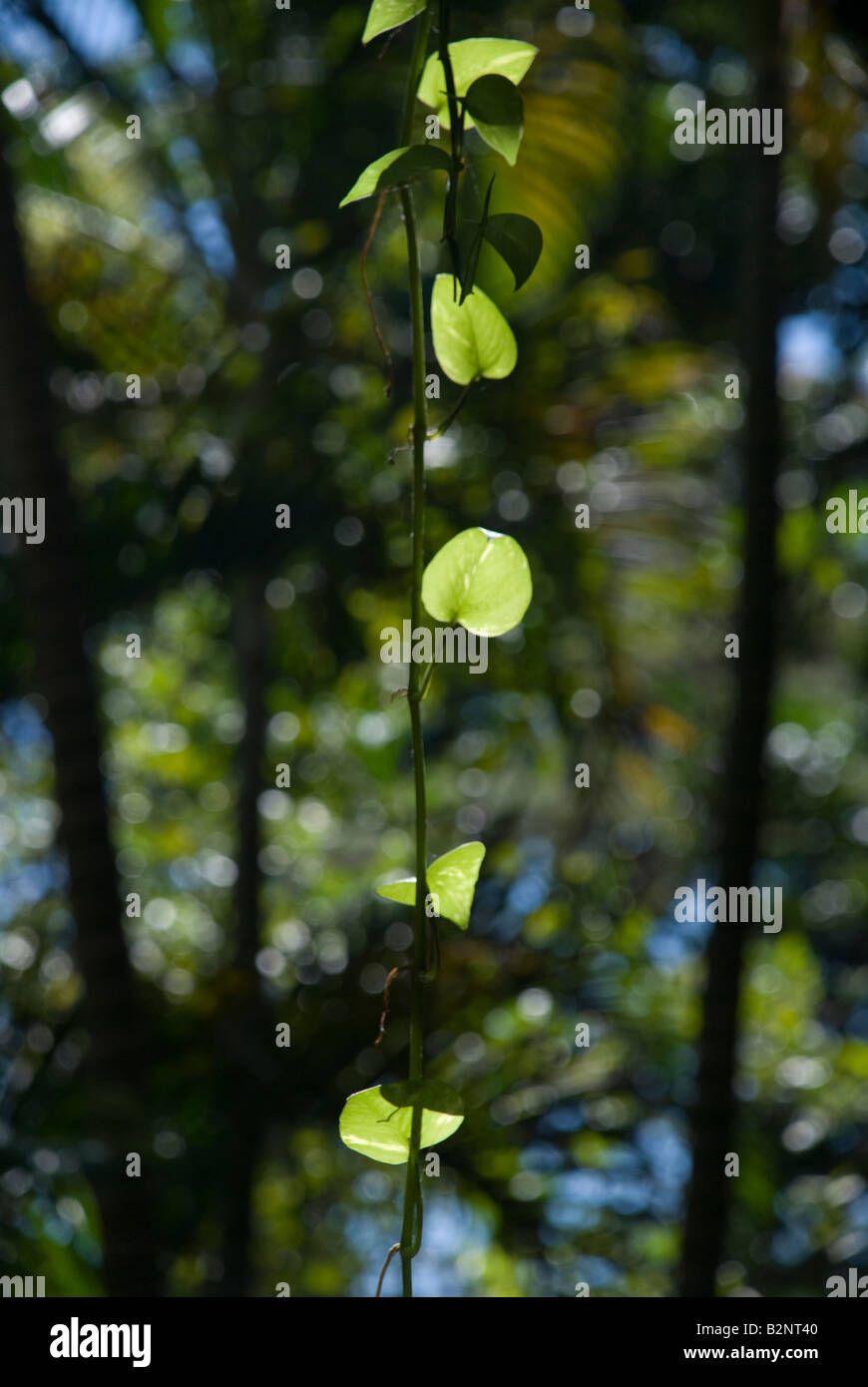 vine bali indoesia hotel tree blue sky leaf hang Stock Photo - Alamy