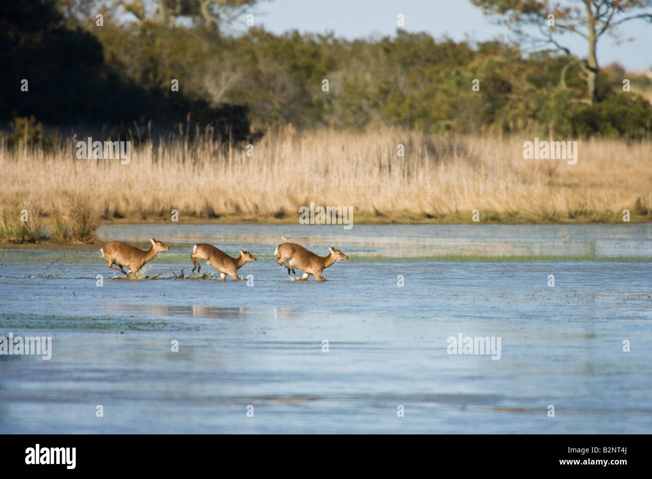 Whitetail deer running through shallow water Stock Photo - Alamy