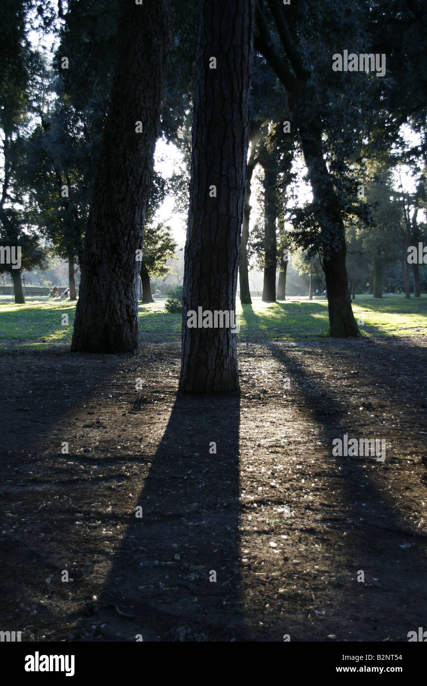 tree branches shadow inside on old dark forest floor in villa borghese ...