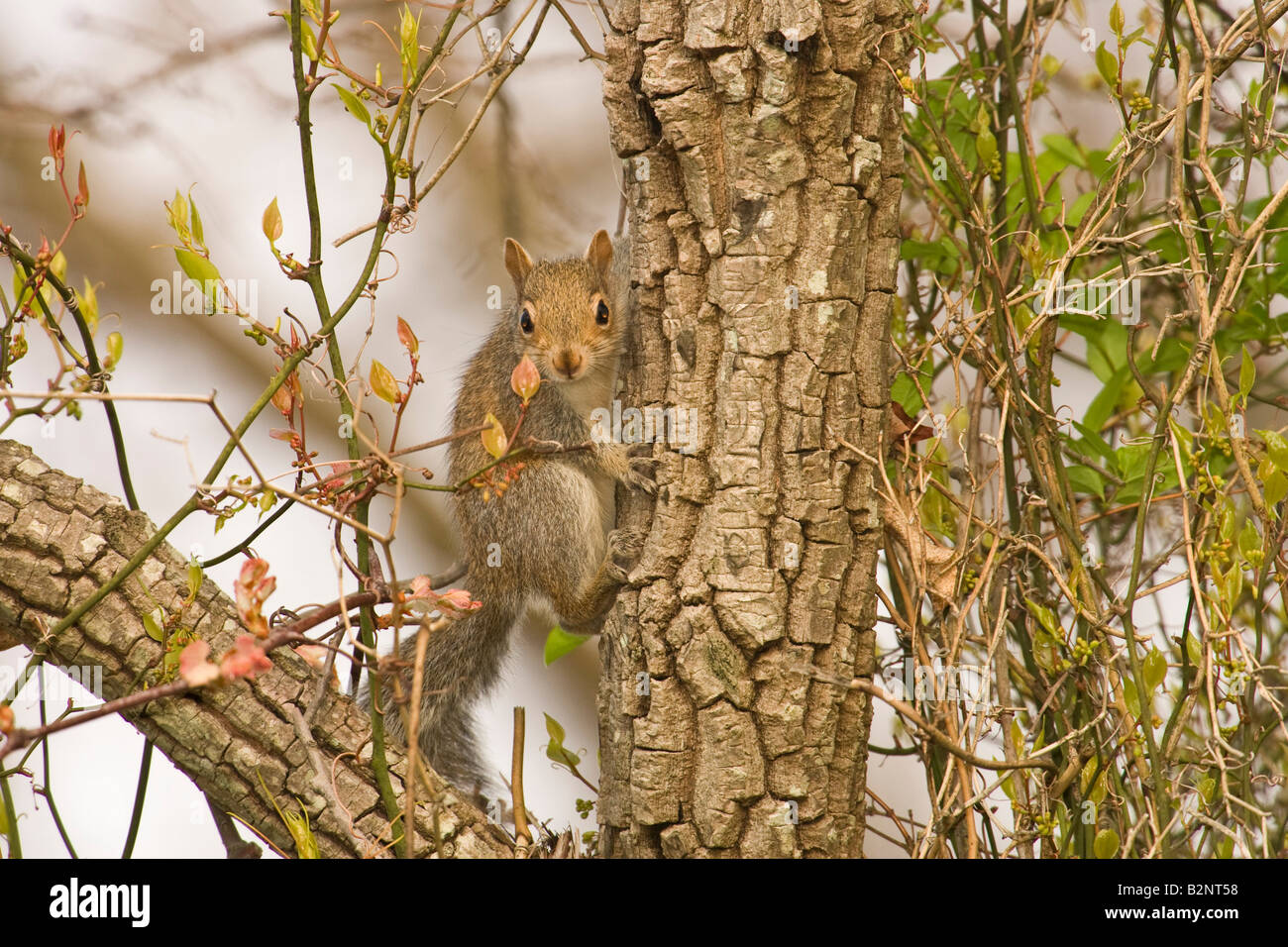 Juvenile squirrel hi-res stock photography and images - Alamy
