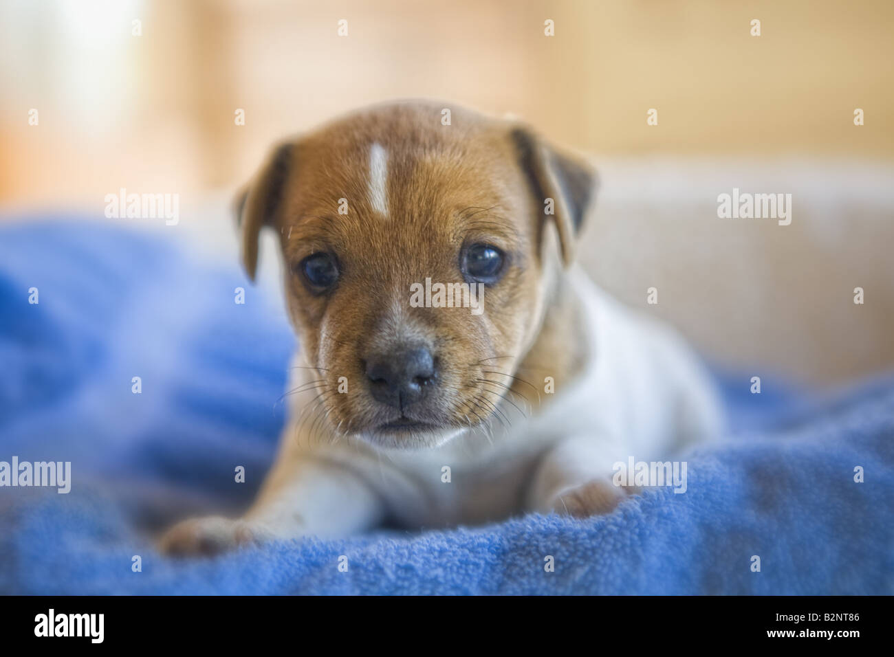 Jack Russell Terrier puppy on blue background Stock Photo - Alamy