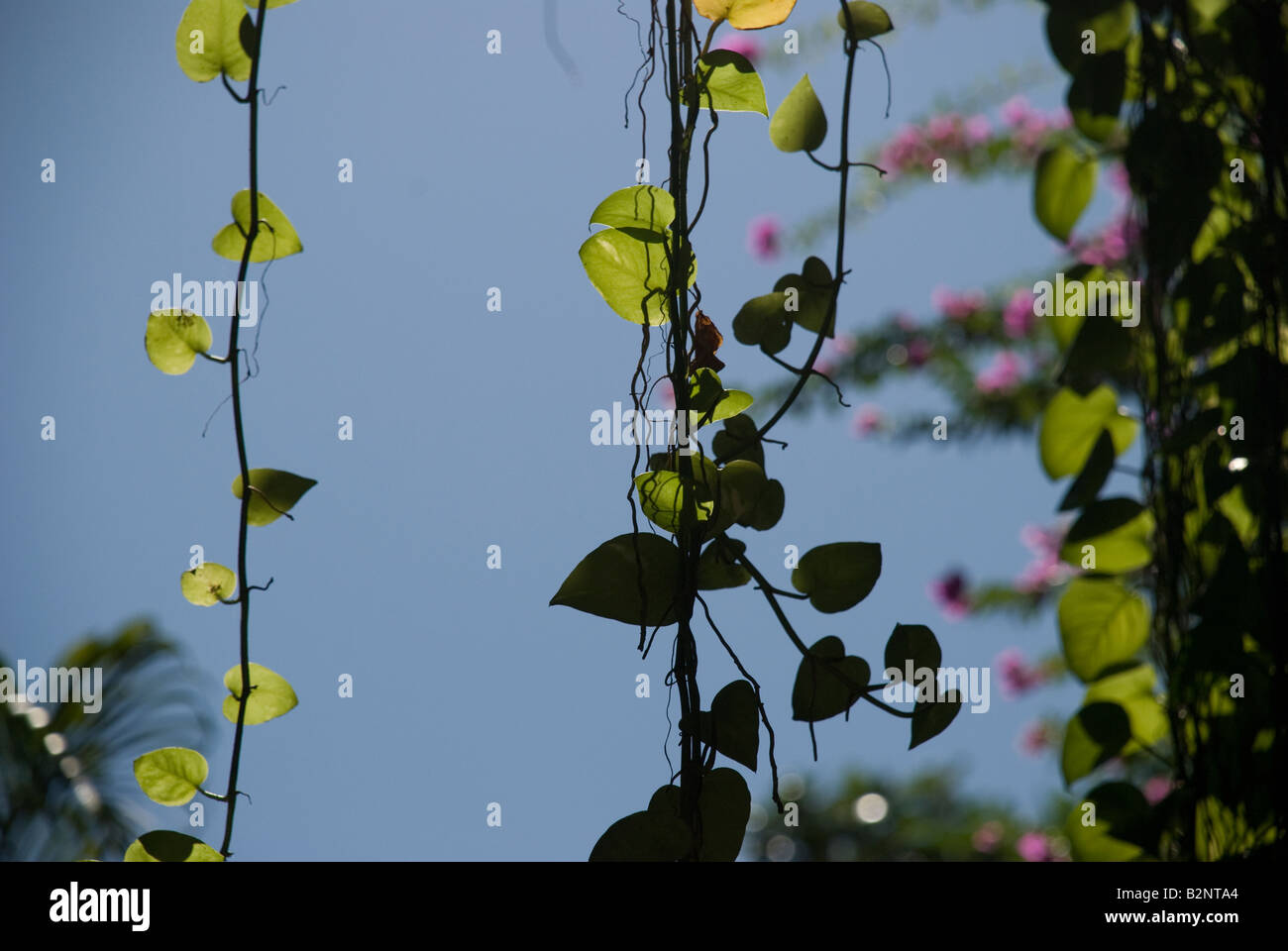 vine bali indoesia hotel tree blue sky leaf hang Stock Photo - Alamy