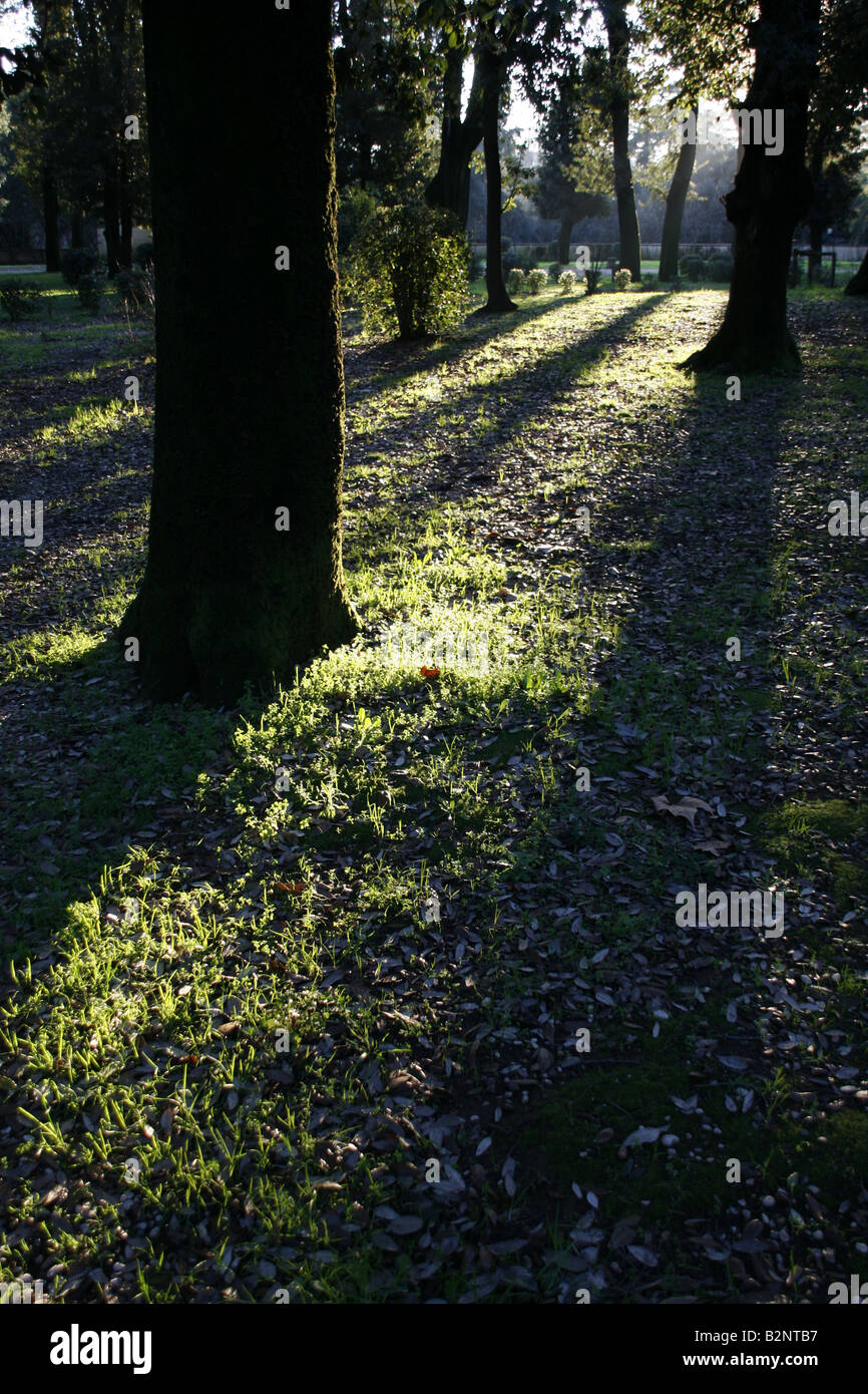 tree branches shadow inside on old dark forest floor in villa borghese ...