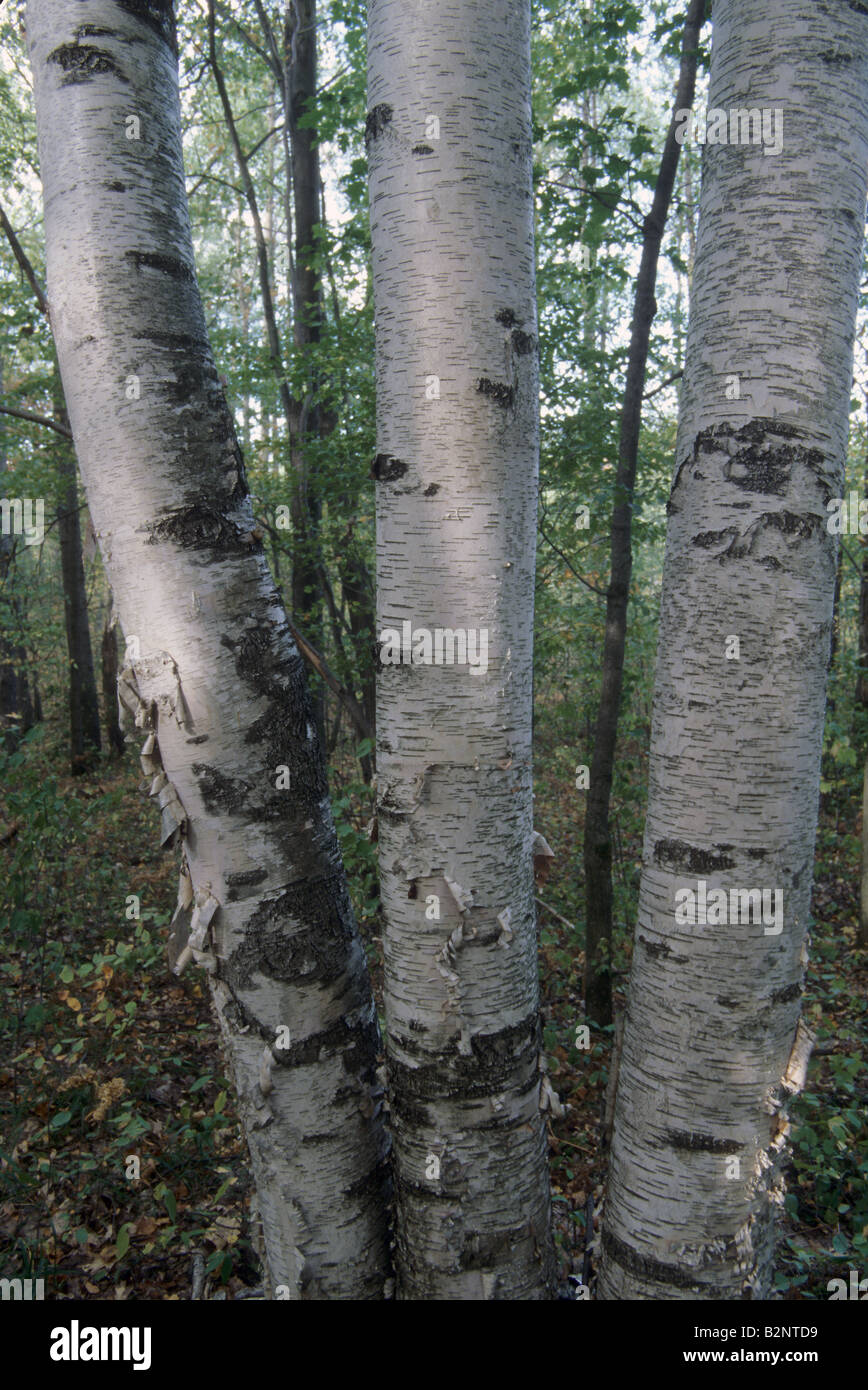 Paper Birch, Betula papyrifera Stock Photo - Alamy