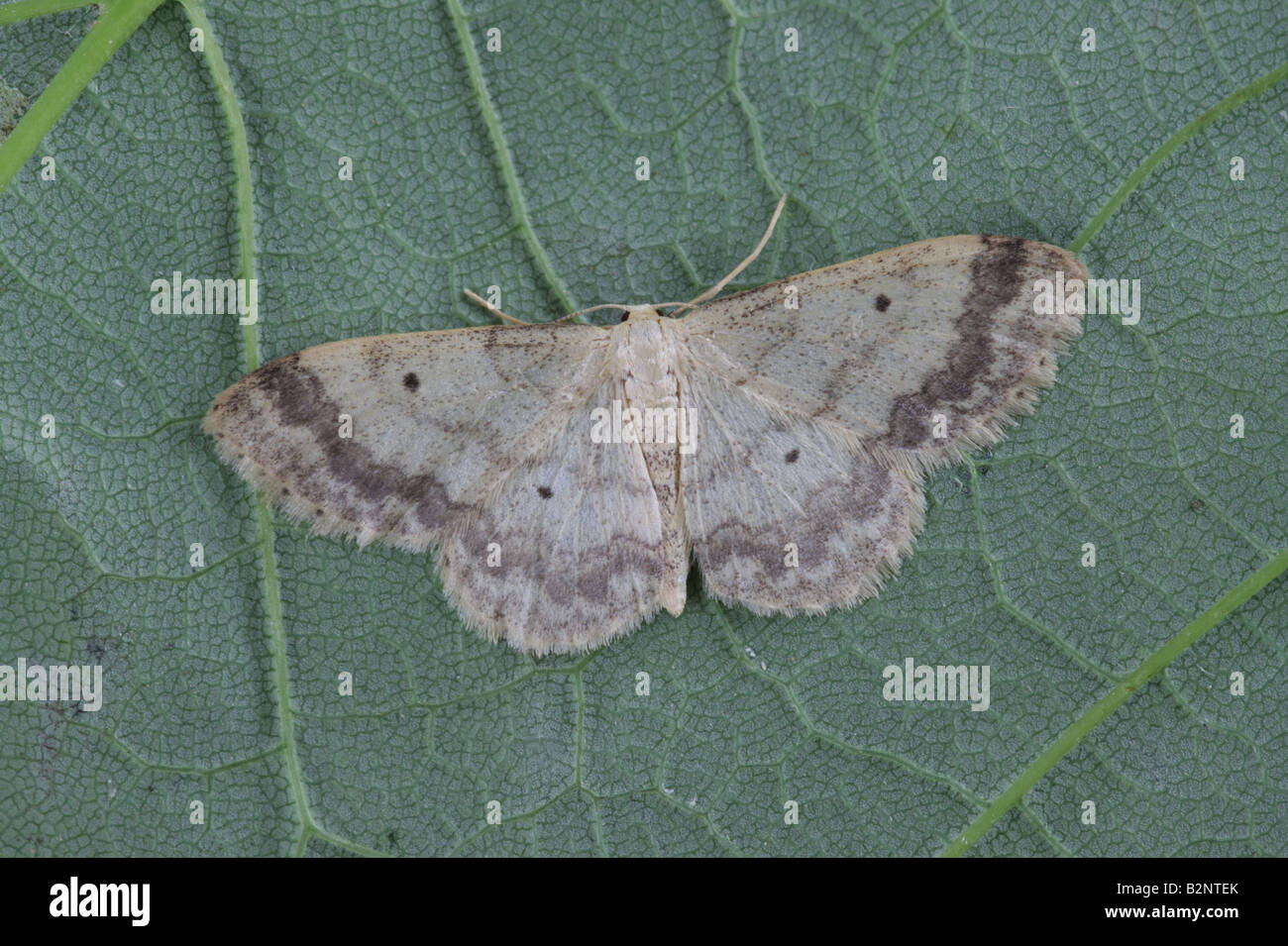 Small fan footed wave hi-res stock photography and images - Alamy