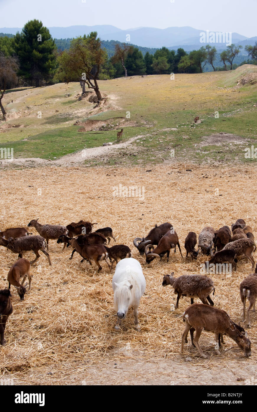 Costa Blanca Spain Aitana Safari park near Benidorm and Alicante ...
