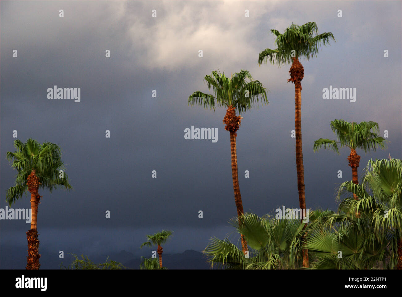 Palm trees after a rain storm Stock Photo - Alamy
