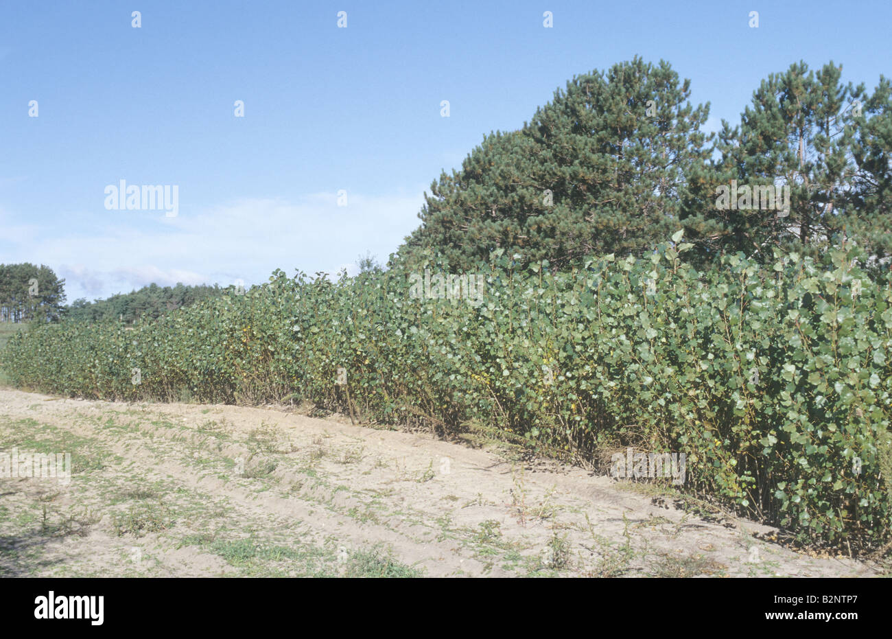 Hybrid poplar hi-res stock photography and images - Alamy