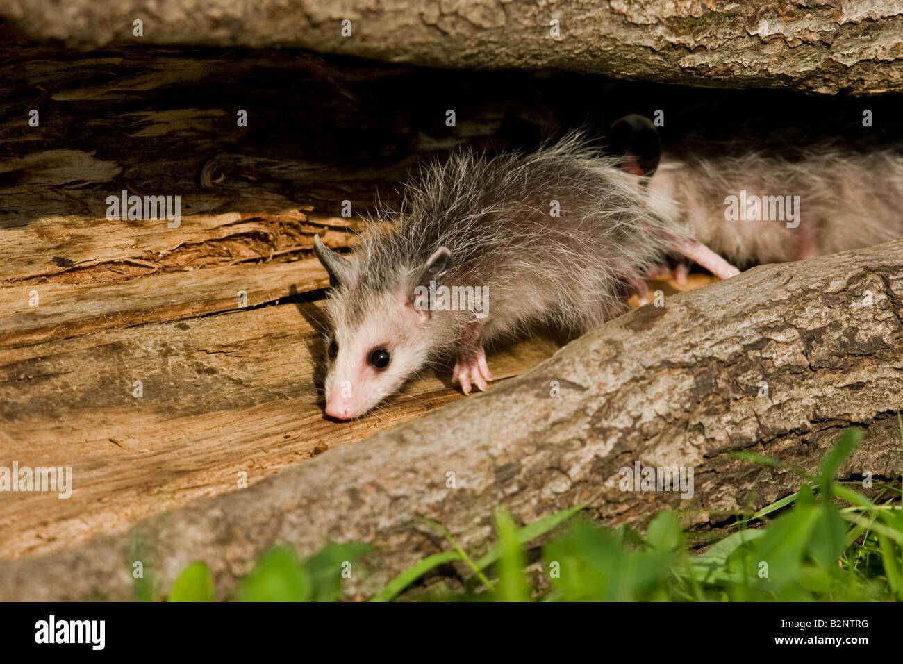 Opossum america hi-res stock photography and images - Alamy