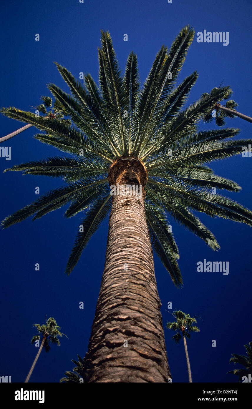 Palm tree looking up toward blue sky Los Angeles California USA Stock ...