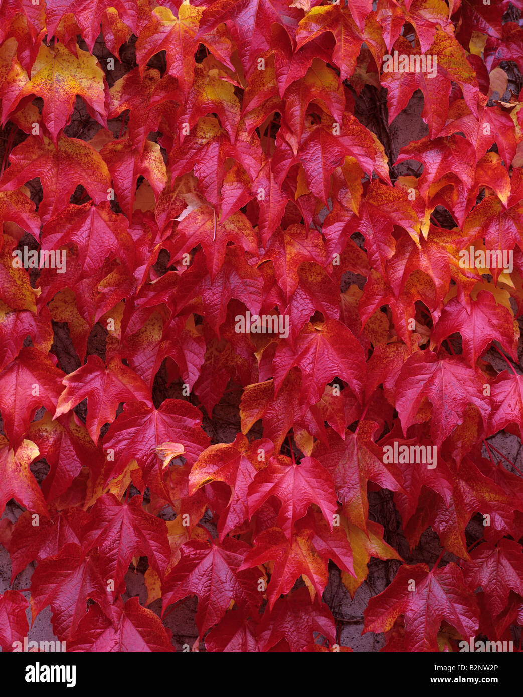 Autumn leaves vine maple spreading on wall Seattle, Washington State ...