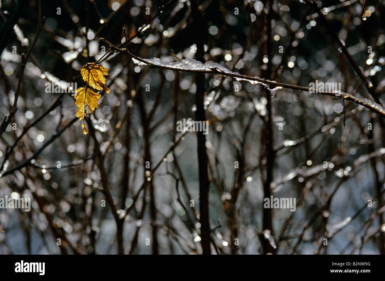 Autumn leaves with snow and ice melting on limbs of trees sunrise Ophir ...