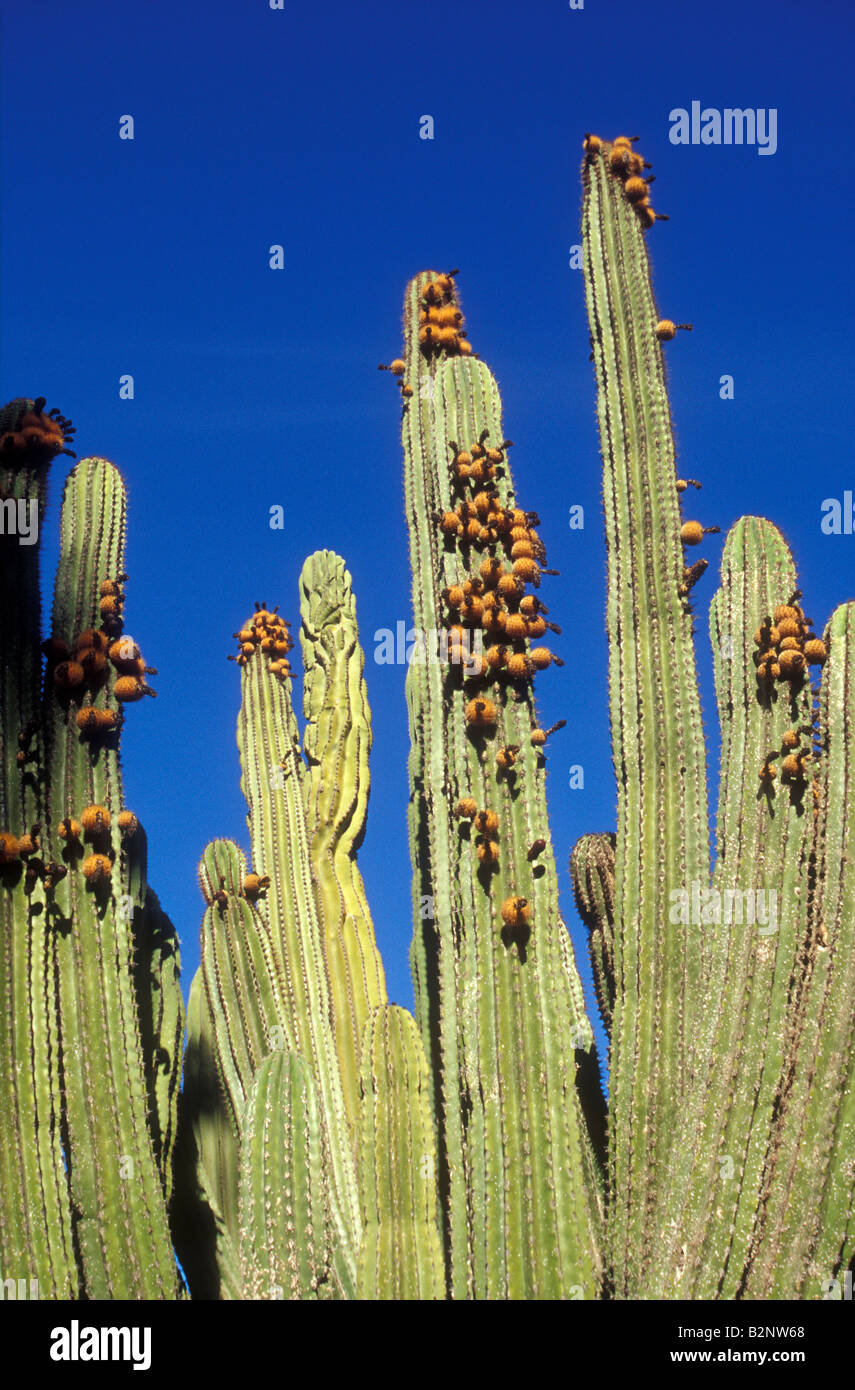 Cabos mexico cactus High Resolution Stock Photography and Images - Alamy