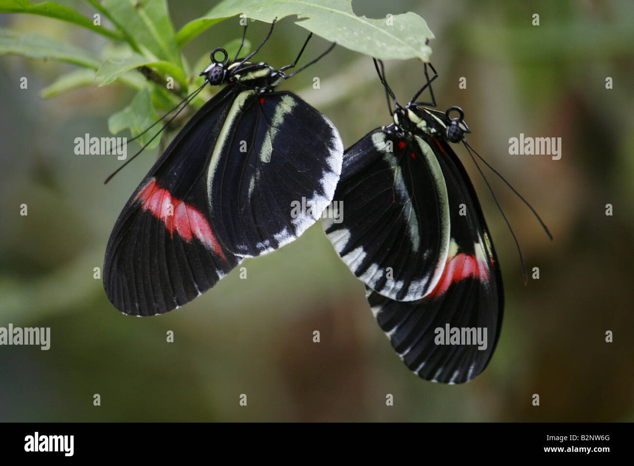 Postman butterflies mating heliconius melpomene hi-res stock ...