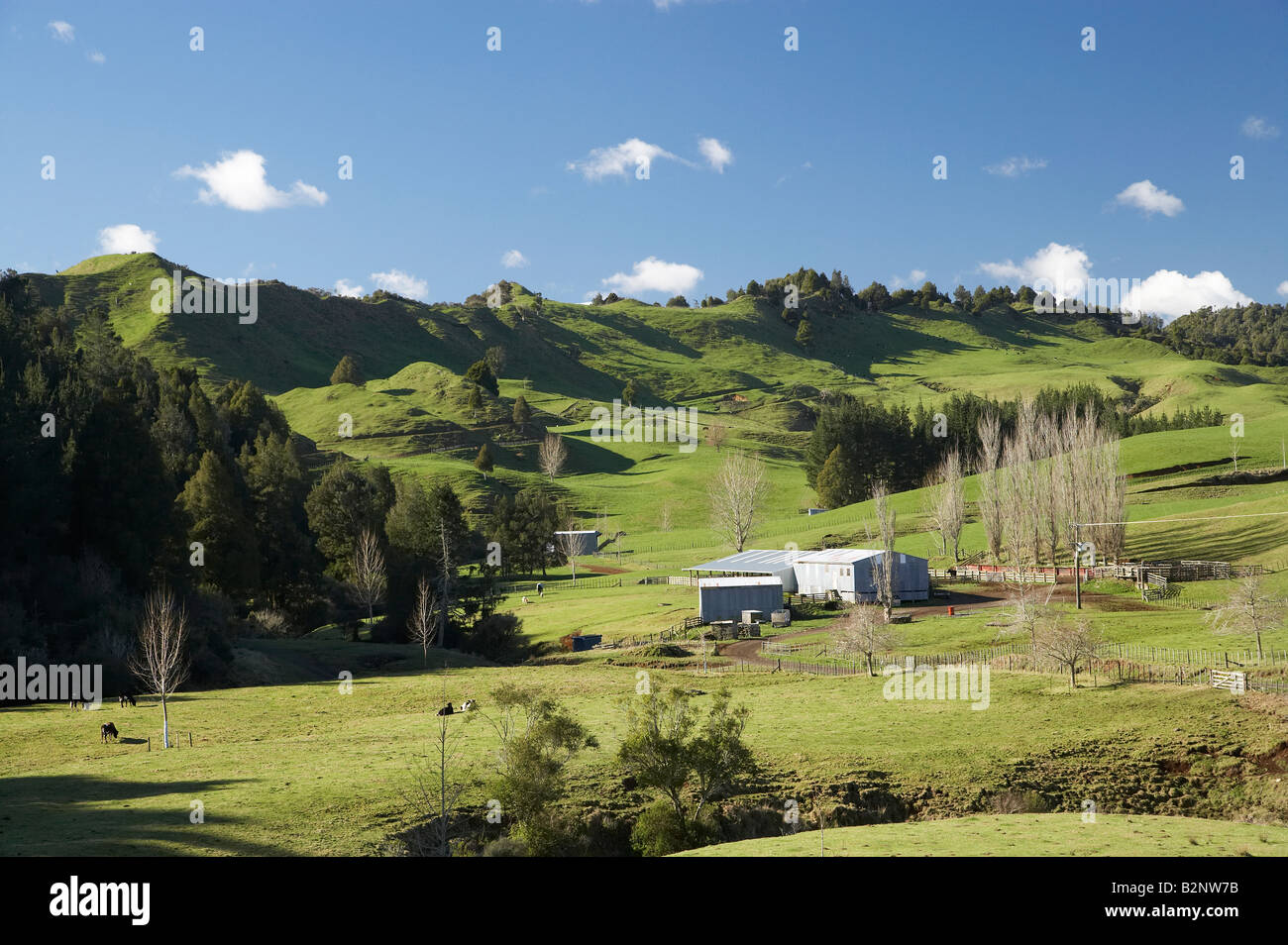 Wool shed new zealand hi-res stock photography and images - Alamy