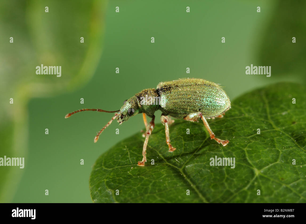 Weevil - Polydrusus pterygomalis Stock Photo - Alamy