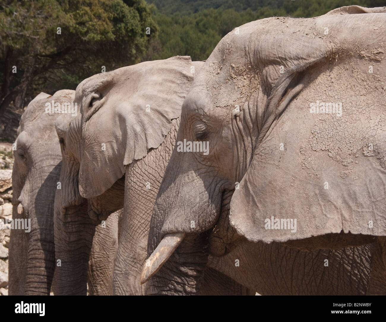 Costa Blanca Spain Aitana Safari park near Benidorm and Alicante Asian ...