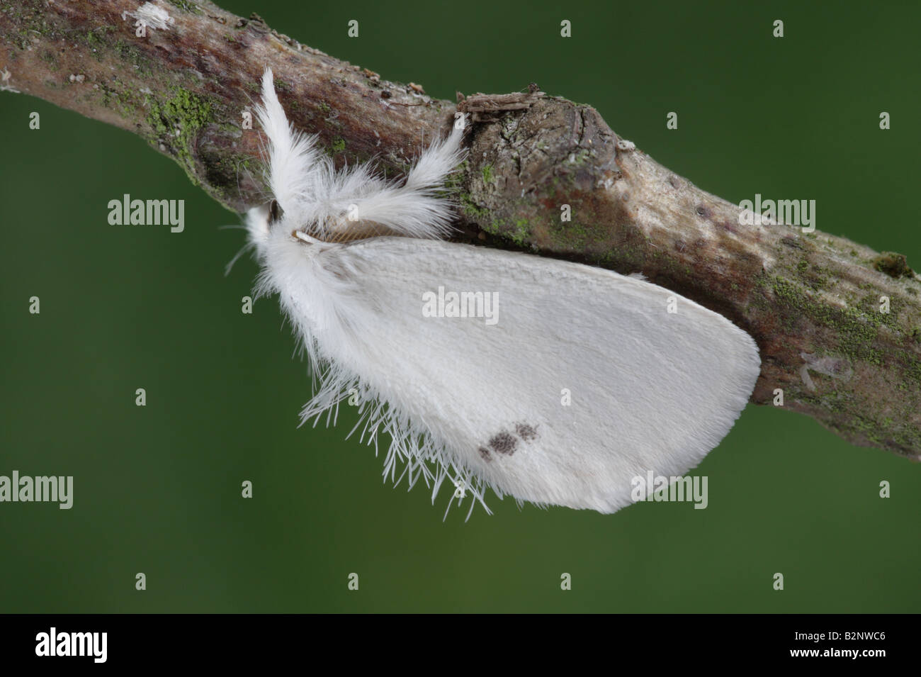 Yellow tailed moth hi-res stock photography and images - Alamy
