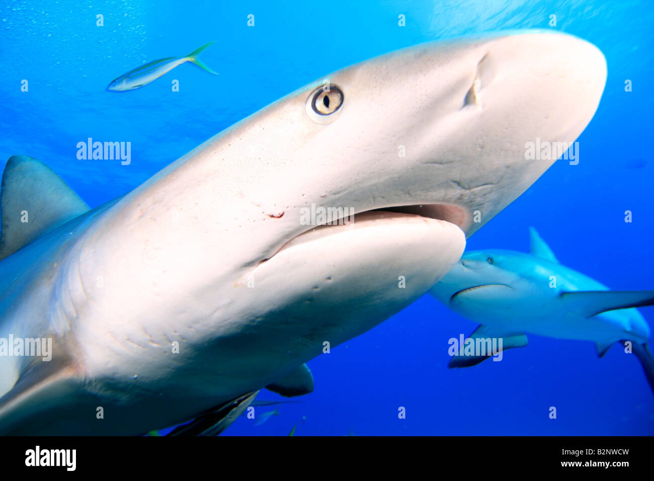 Caribbean Reef Shark Stock Photo - Alamy