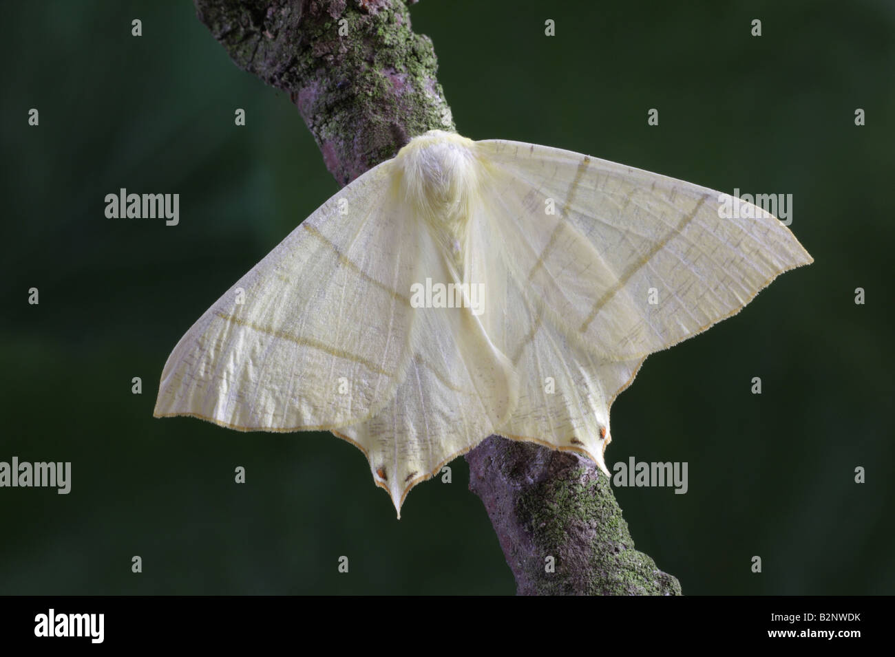 Swallowtailed Moth - Ourapteryx sambucaria Stock Photo - Alamy