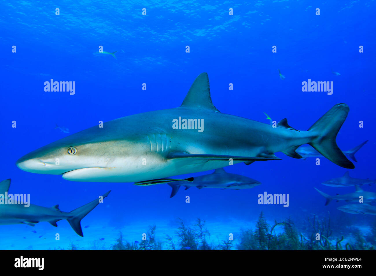 Caribbean reef shark hi-res stock photography and images - Alamy