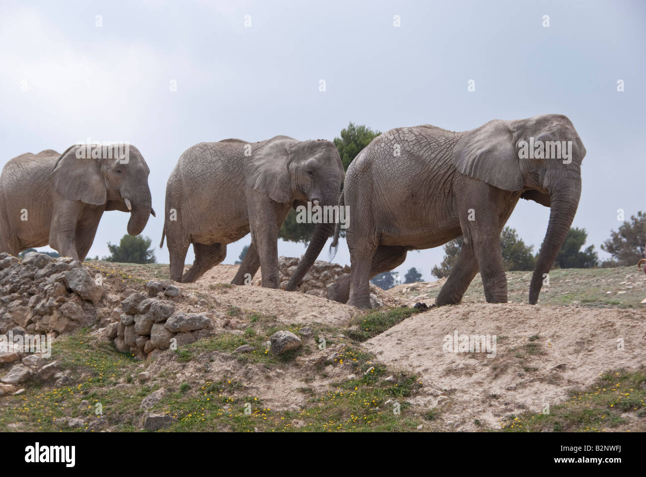 Costa Blanca Spain Aitana Safari park near Benidorm and Alicante Asian ...