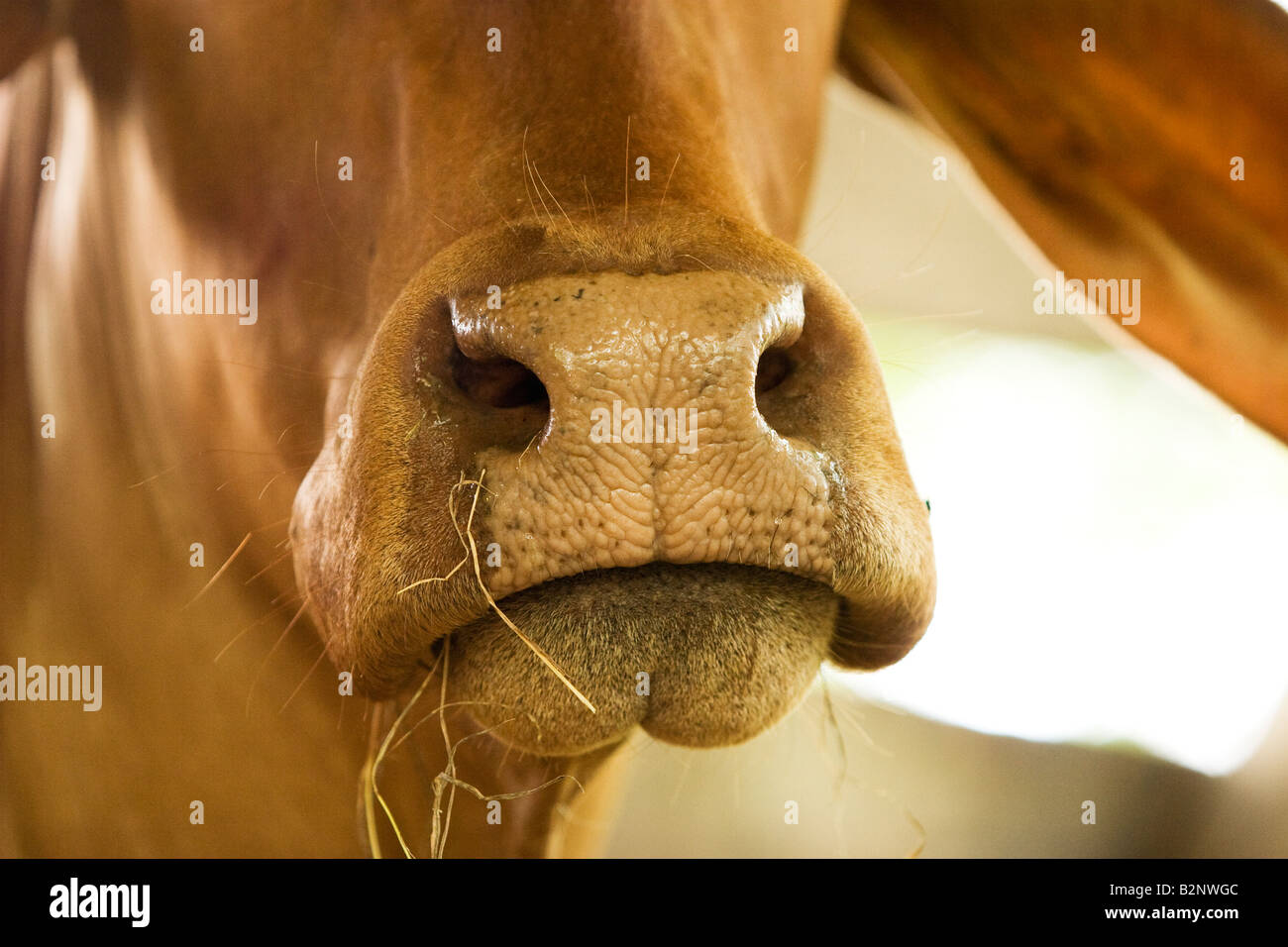 The nose of a two day old calf Stock Photo - Alamy