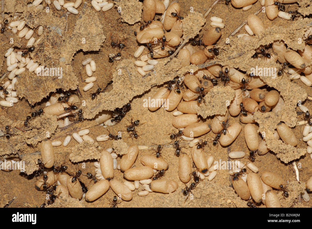 Black Garden Ants - Lasius niger - with pupae Stock Photo - Alamy