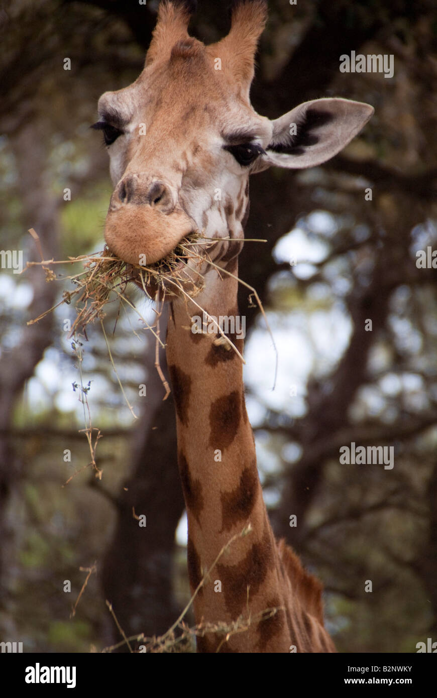 Costa Blanca Spain Aitana Safari park near Benidorm and Alicante ...